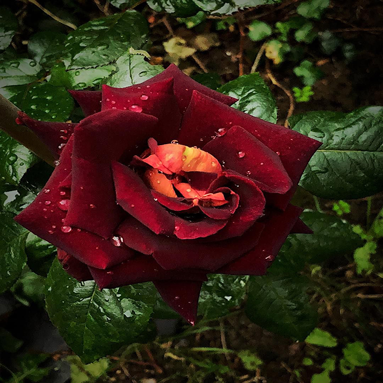 Rose a grande fiore - Federazzurra